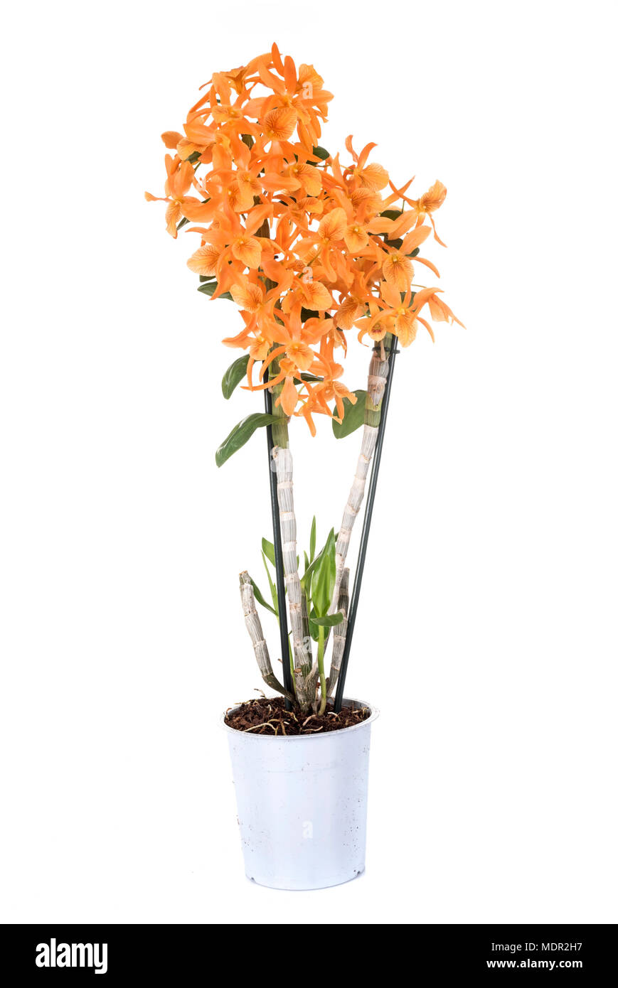 orange Dendrobium in front of white background Stock Photo - Alamy