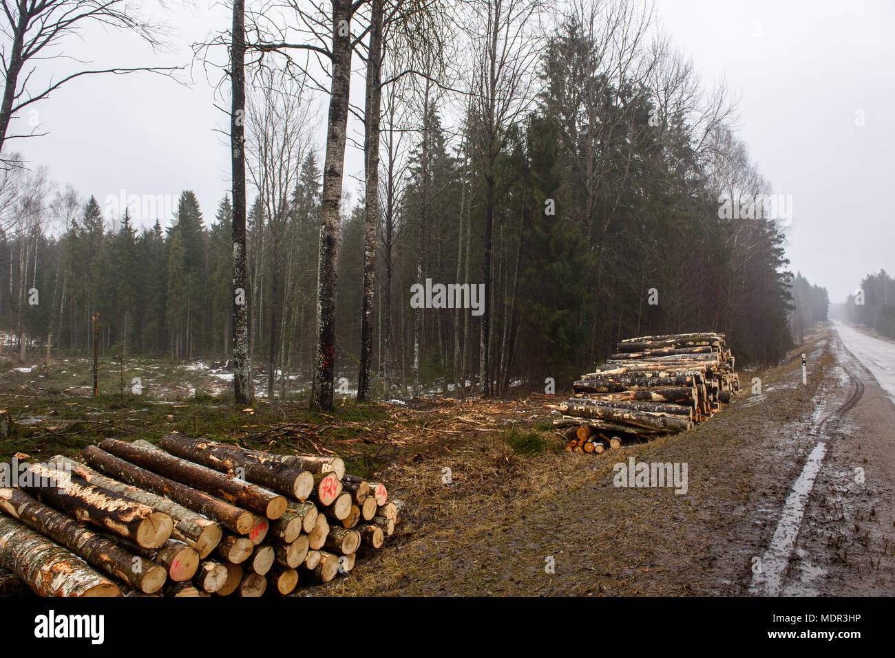 Tree cutting in forest. Wooden materials. Forestry industry Stock Photo ...