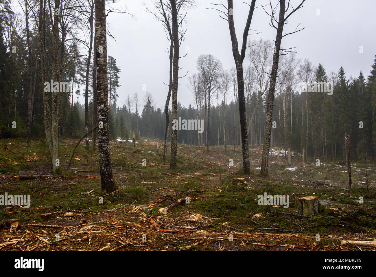 Tree cutting in forest. Wooden materials. Forestry industry Stock Photo ...