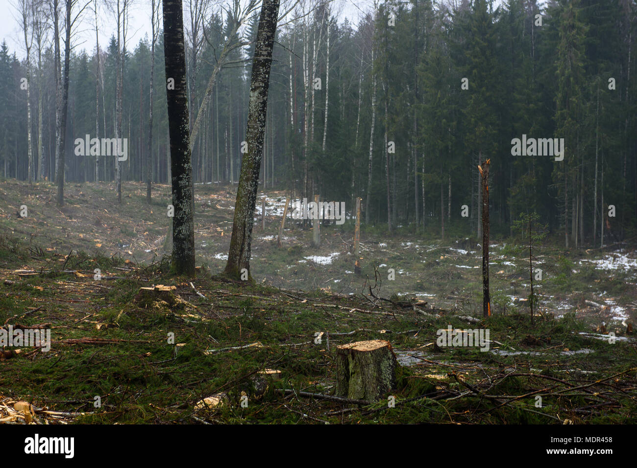Tree cutting in forest. Wooden materials. Forestry industry Stock Photo ...