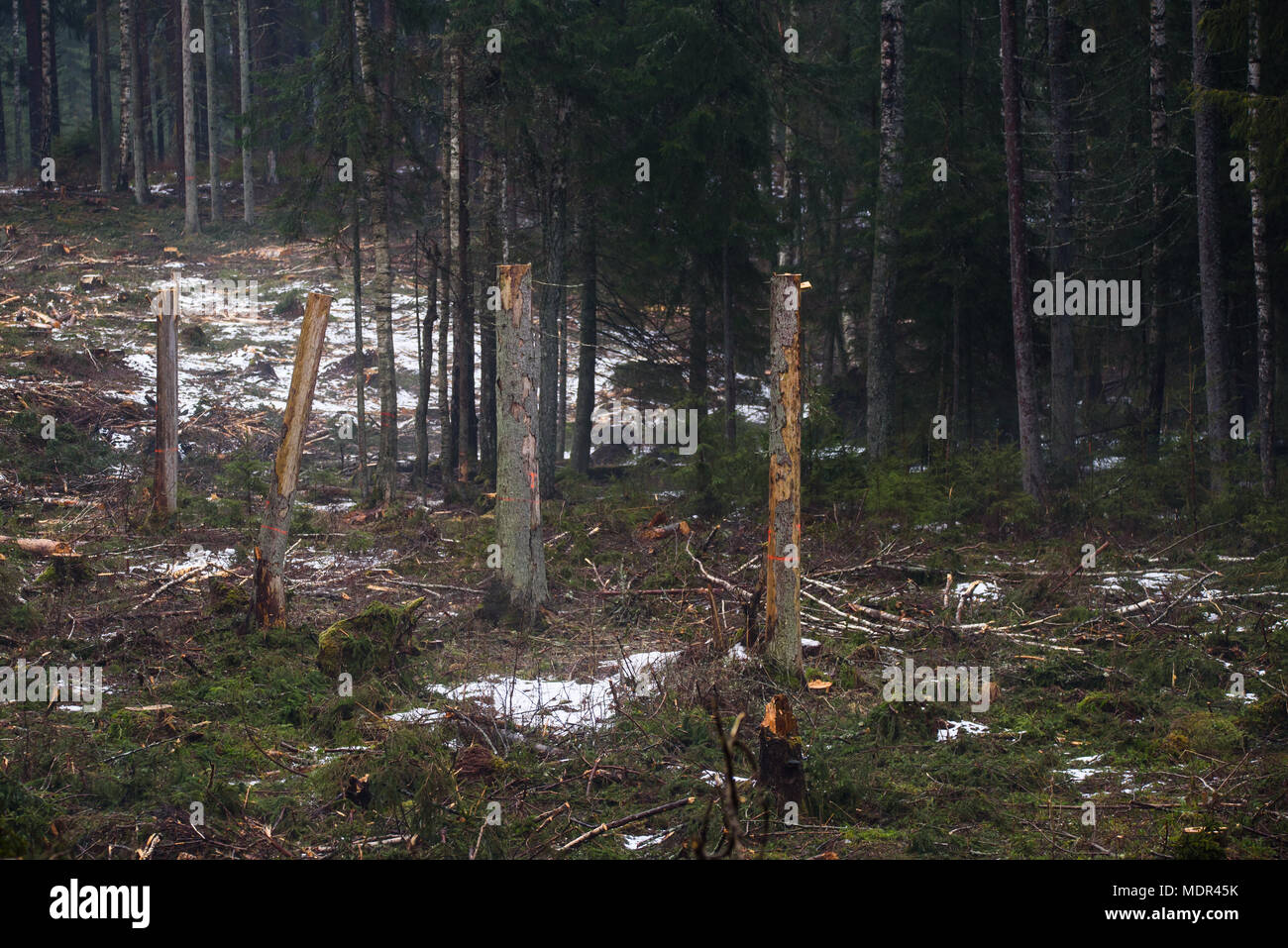 Tree cutting in forest. Wooden materials. Forestry industry Stock Photo ...