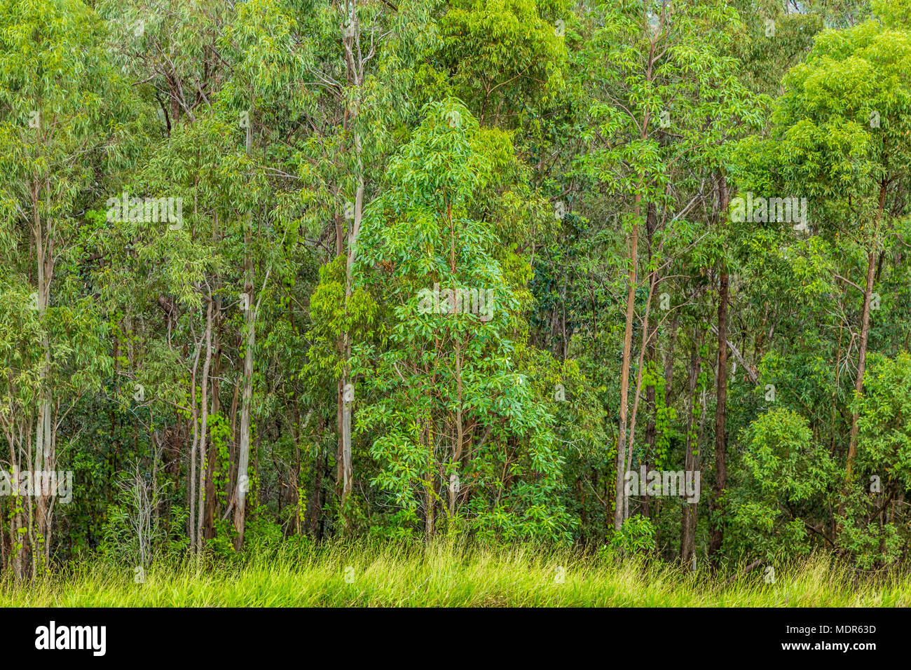 Tall silver birch hi-res stock photography and images - Alamy
