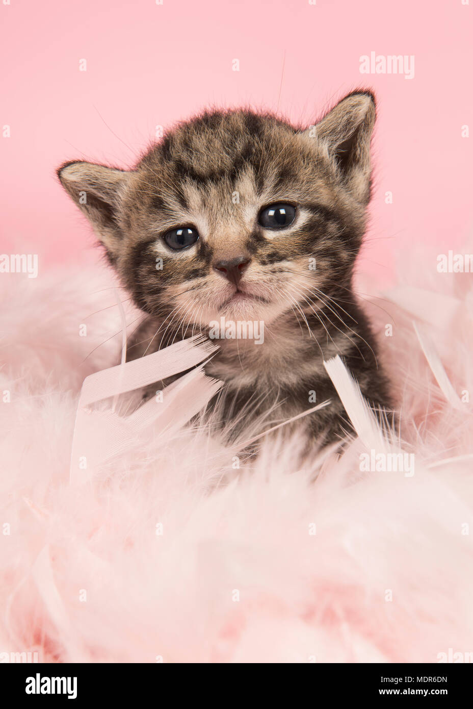 Cute five weeks old tabby baby cat in pink feathers on a pink ...