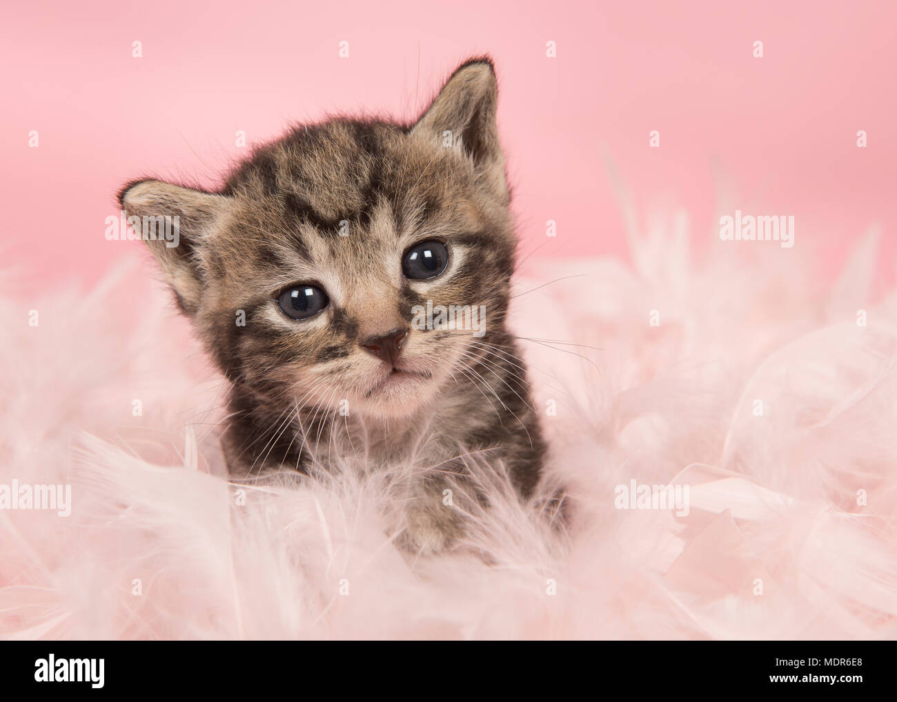 Cute five weeks old tabby baby cat in pink feathers on a pink ...