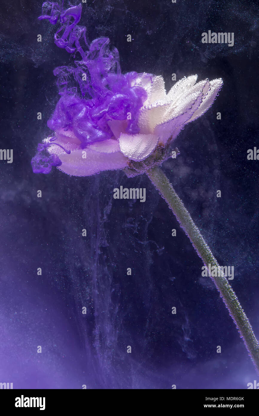 Flower coral swirl hi-res stock photography and images - Alamy