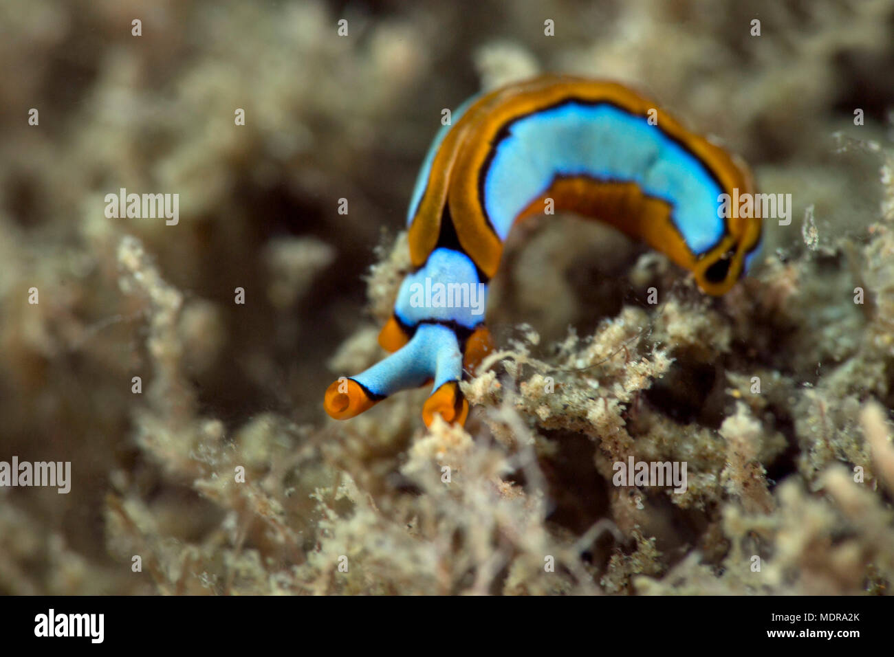 Thuridilla lineolata is a species of sea slug. Picture was taken in the ...