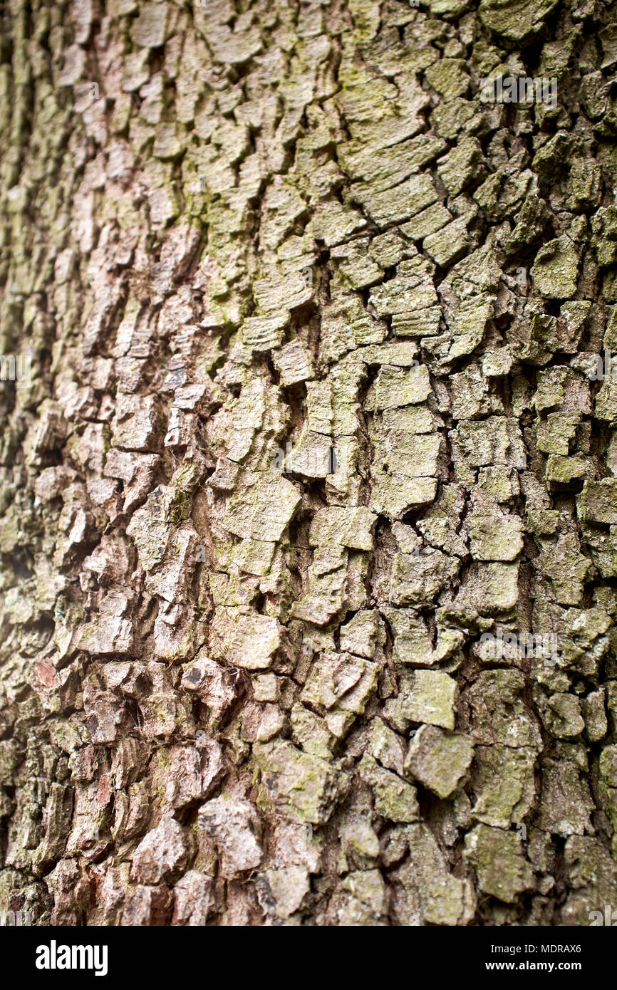 A heavily textured tree bark background Stock Photo - Alamy