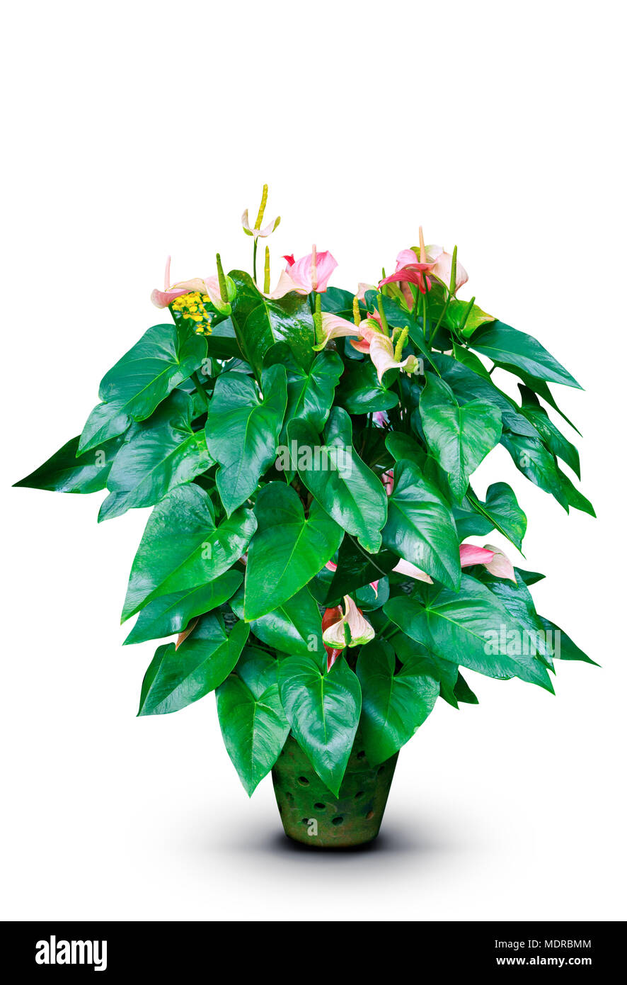 green leaves and flamingo flower in clay pot isolated white background ...