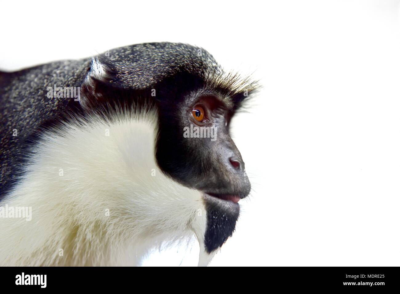 Diana monkey Cercopithecus diana Stock Photo - Alamy