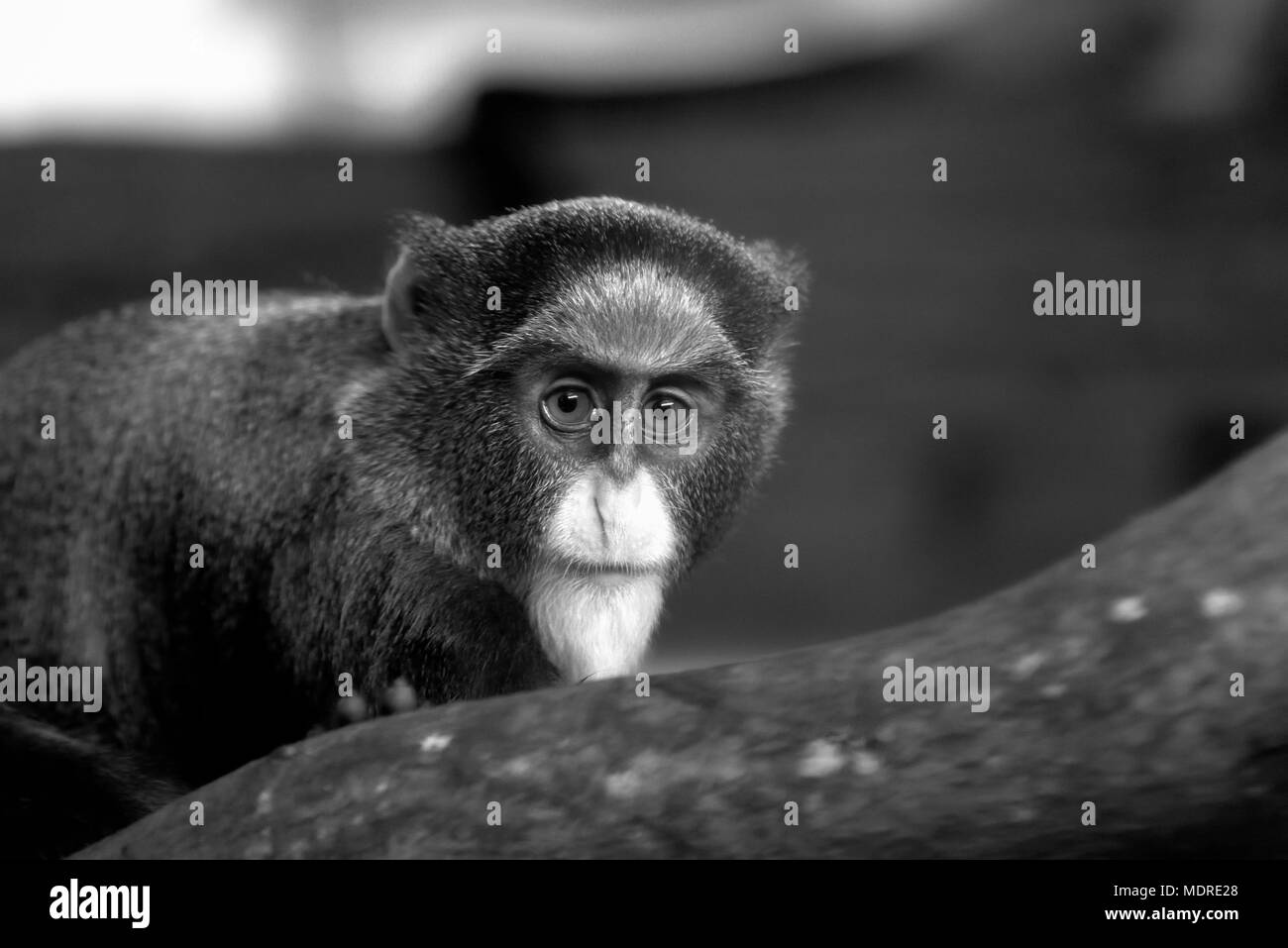De brazzas monkey cercopithecus neglectus Black and White Stock Photos ...
