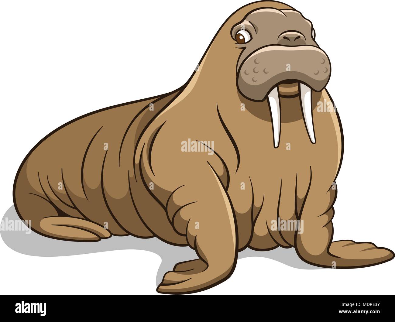 Vector illustration of a walrus isolated on white Stock Vector Image ...