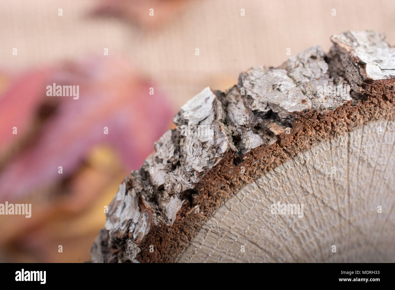 Piece of cut wood log texture as background Stock Photo - Alamy