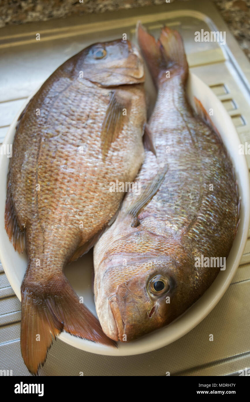 Dentex fish hi-res stock photography and images - Alamy