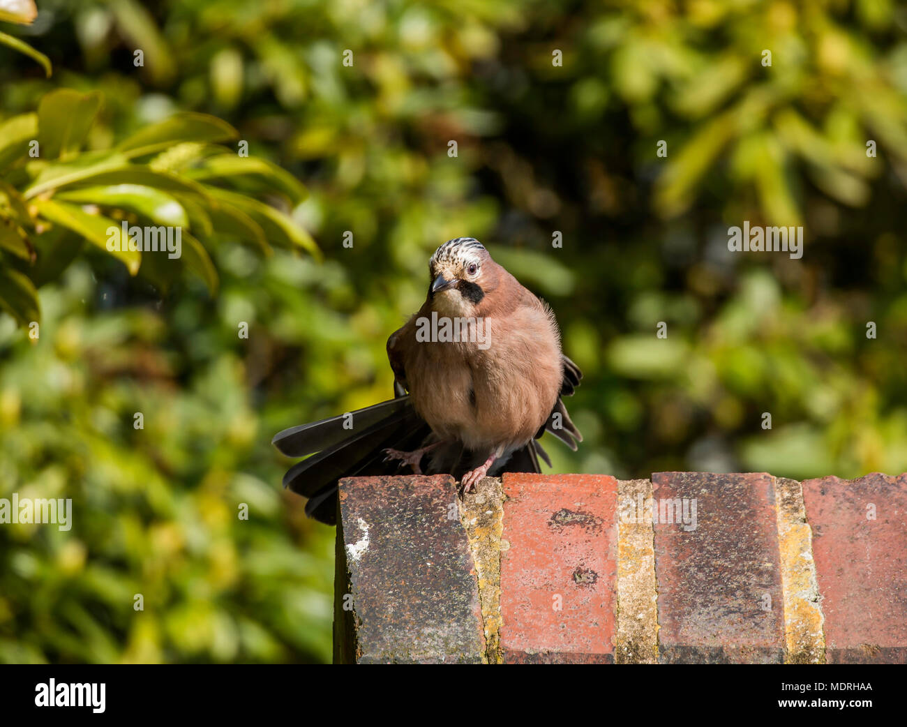 Jay gavin hi-res stock photography and images - Alamy