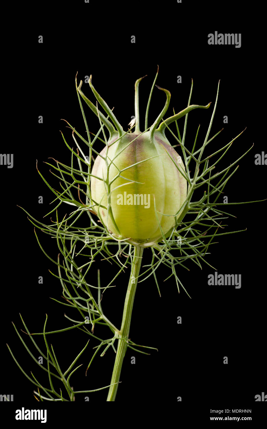 Nigella seed pod hi-res stock photography and images - Alamy