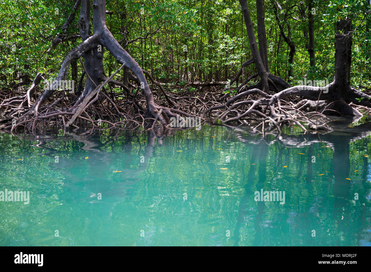 Close-up view of tranquil mangrove swamp in Brazil Stock Photo - Alamy