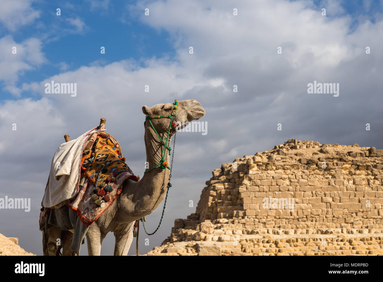 Camel on Giza Pyramids background in Egypt. Travel concept Stock Photo ...