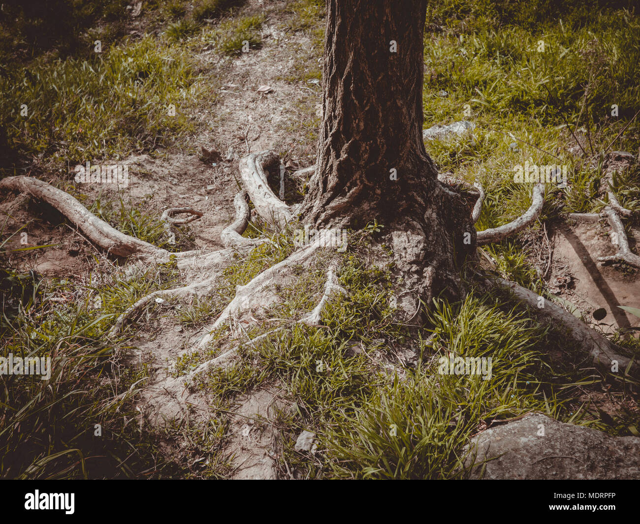 roots tree and green grass Stock Photo - Alamy