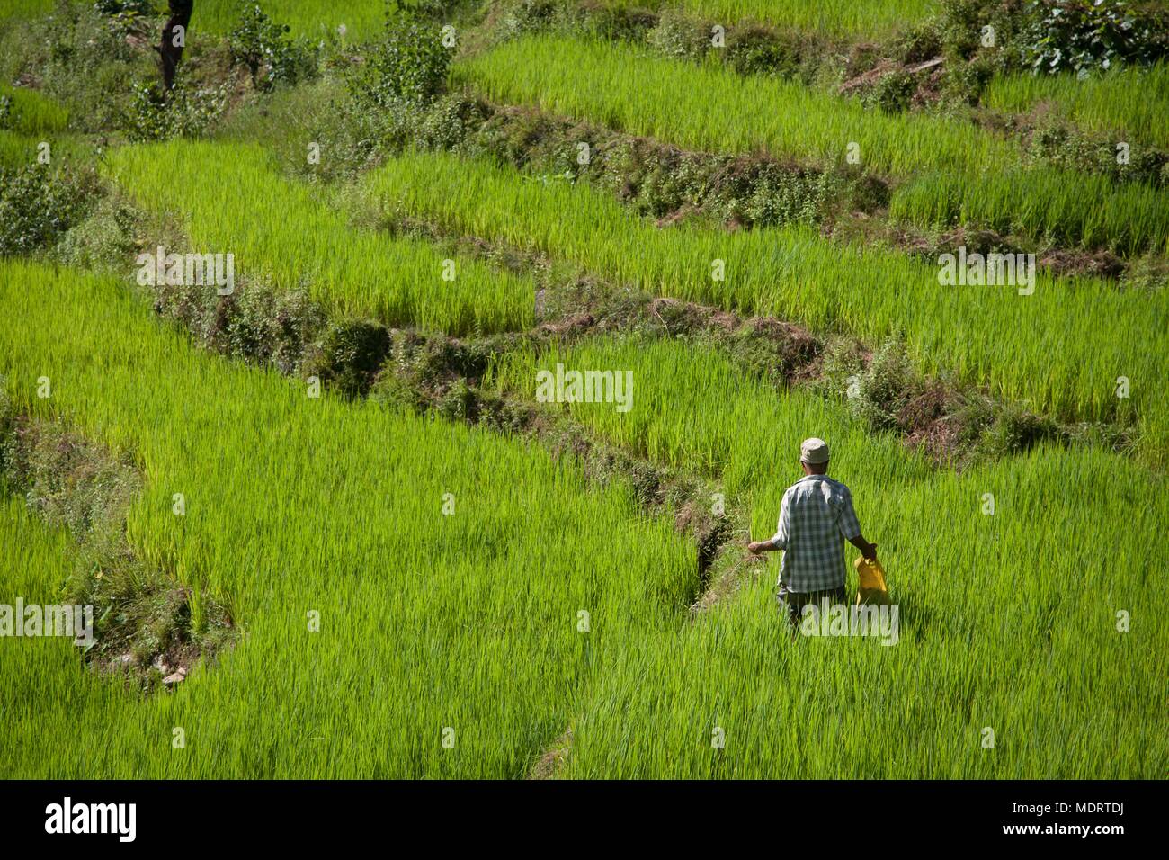 Rice field in nepal hi-res stock photography and images - Alamy