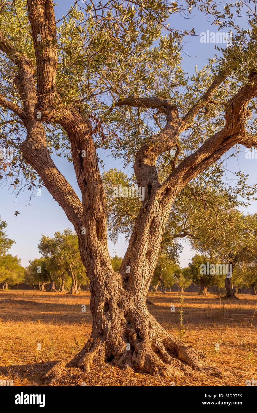 Hundred years old tree hi-res stock photography and images - Alamy
