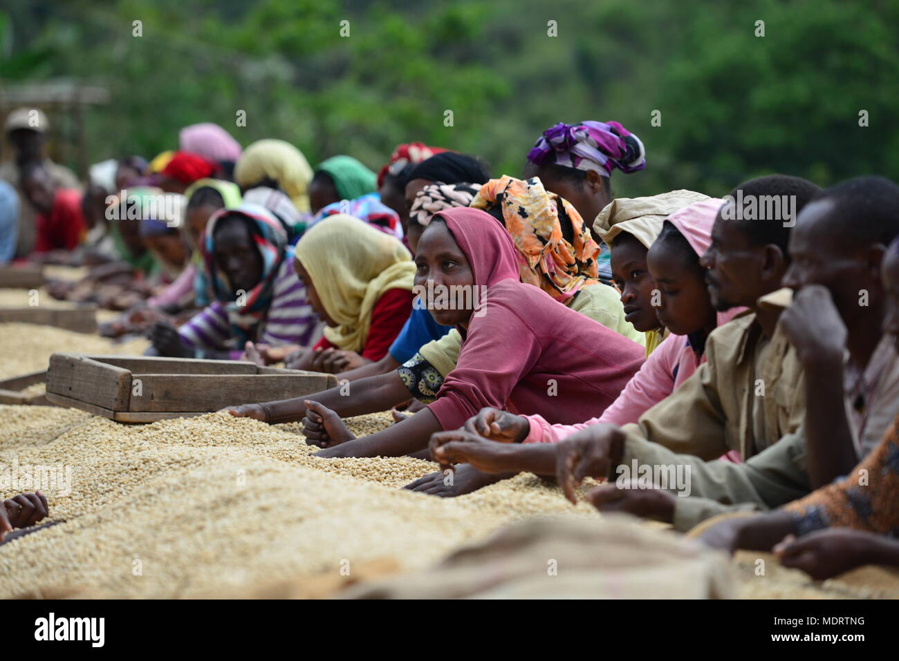 Coffee processing hi-res stock photography and images - Alamy