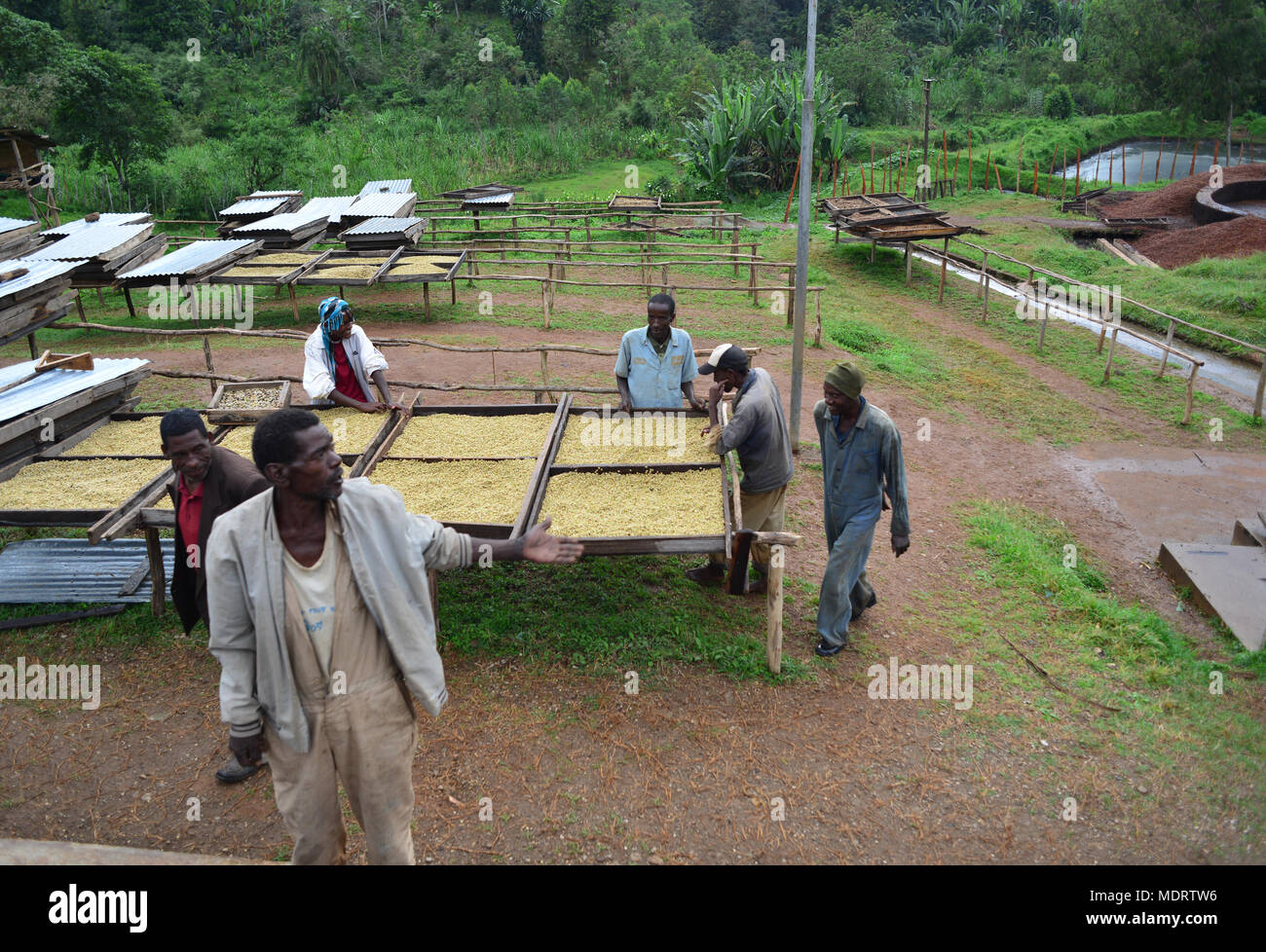Ethiopia, Oromia, workers at coffee processing mill Stock Photo - Alamy