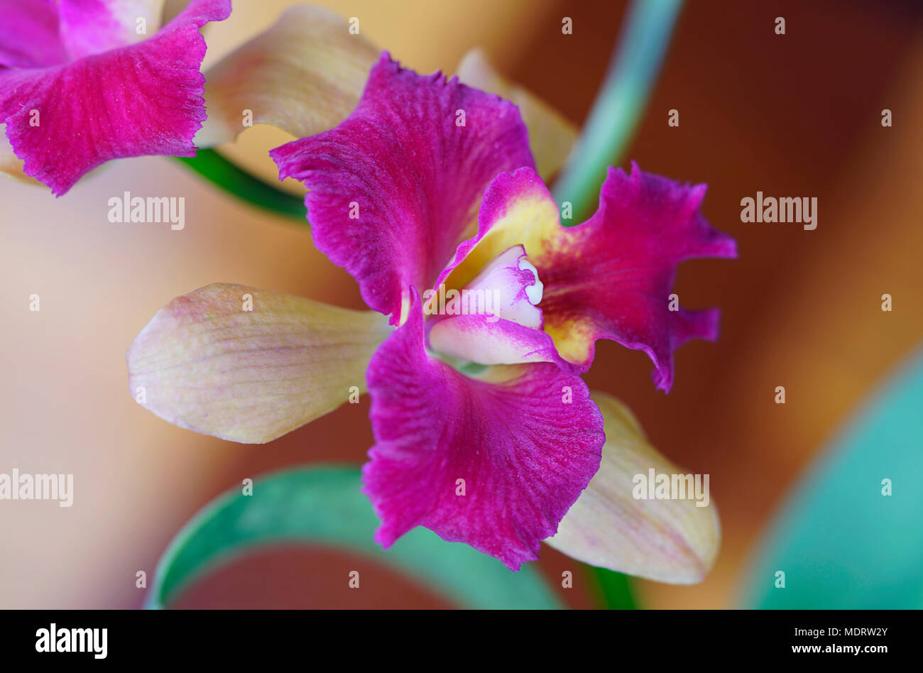 Macro photo of purple dendrobium orchid Stock Photo - Alamy