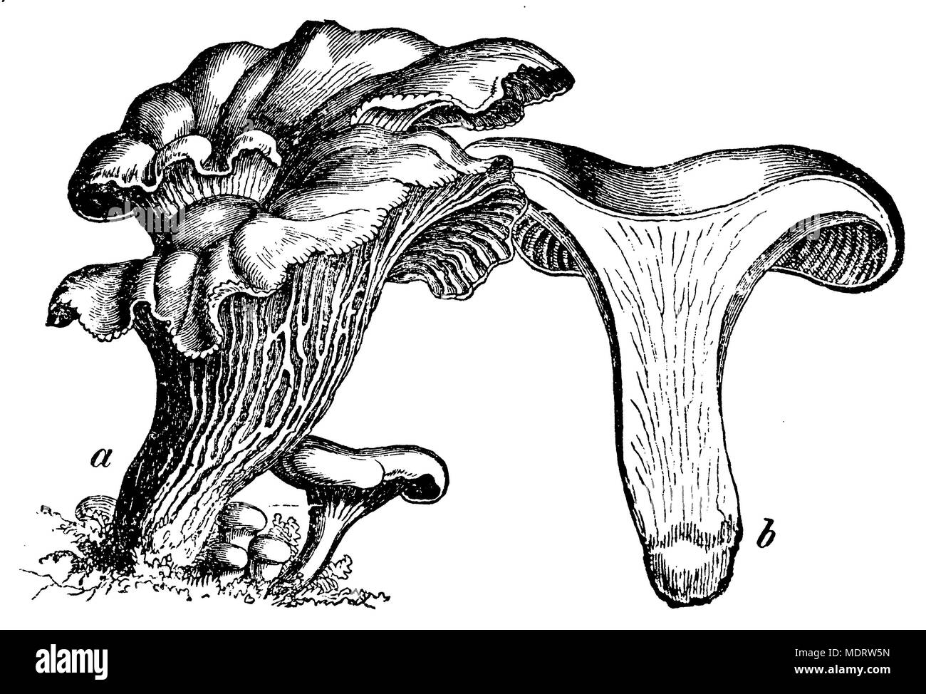Chanterelle girolle Black and White Stock Photos & Images - Alamy