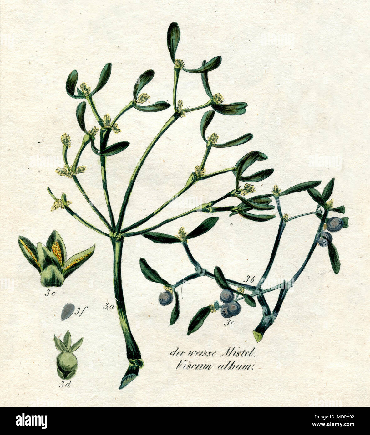 Botanical Illustration Of Viscum Album High Resolution Stock ...