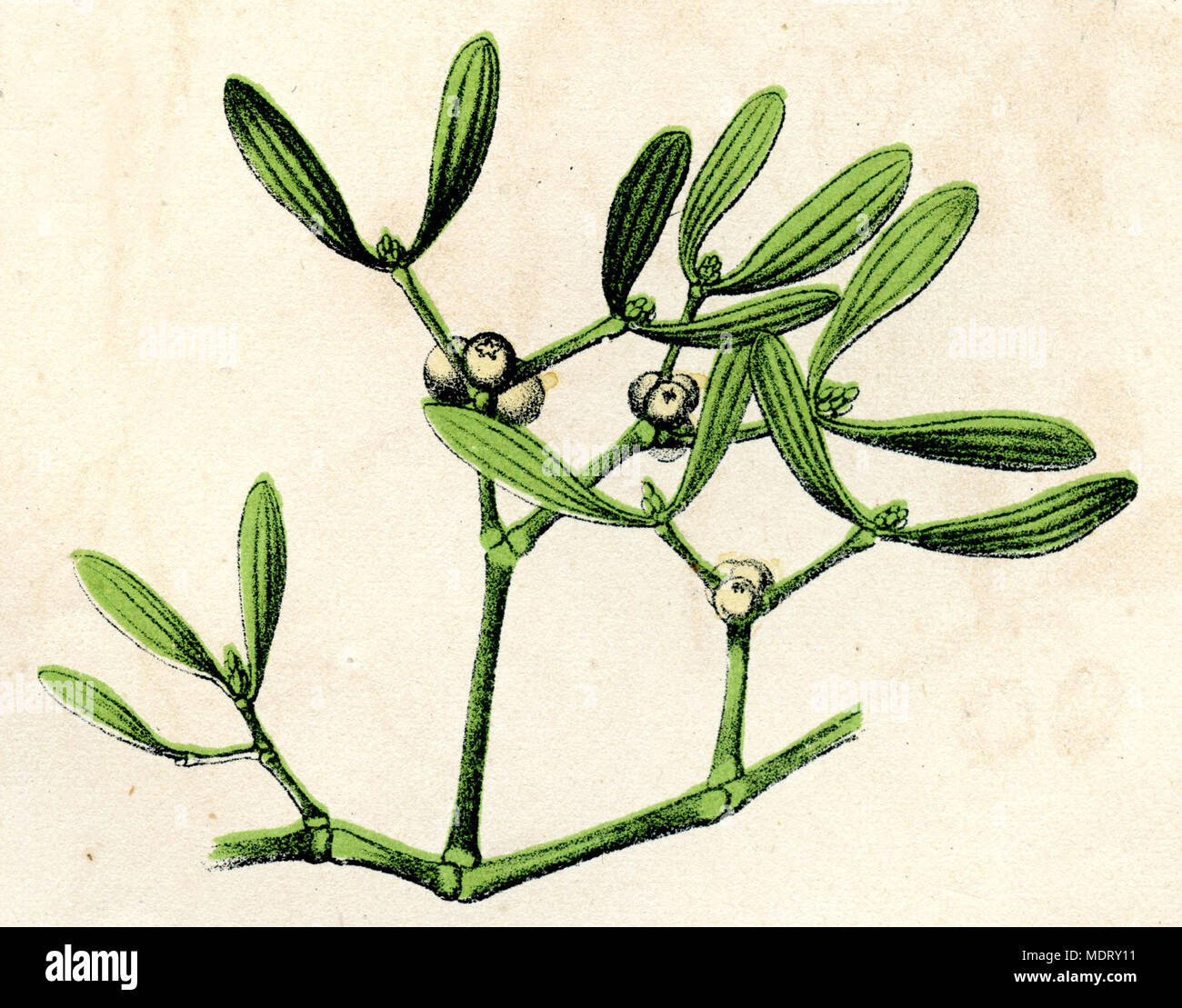 Botanical illustration of viscum album hi-res stock photography and ...