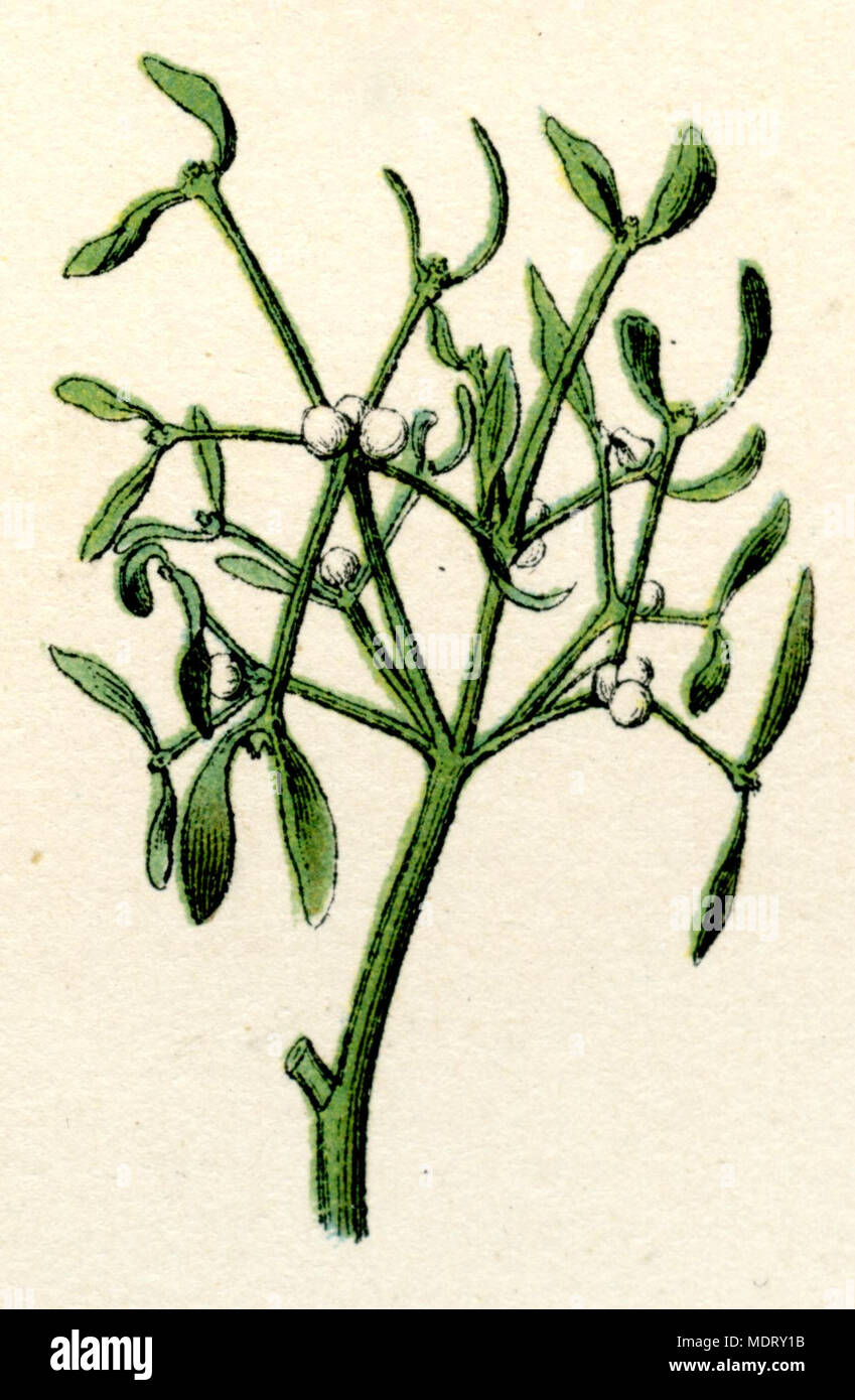 Botanical illustration of viscum album hi-res stock photography and ...