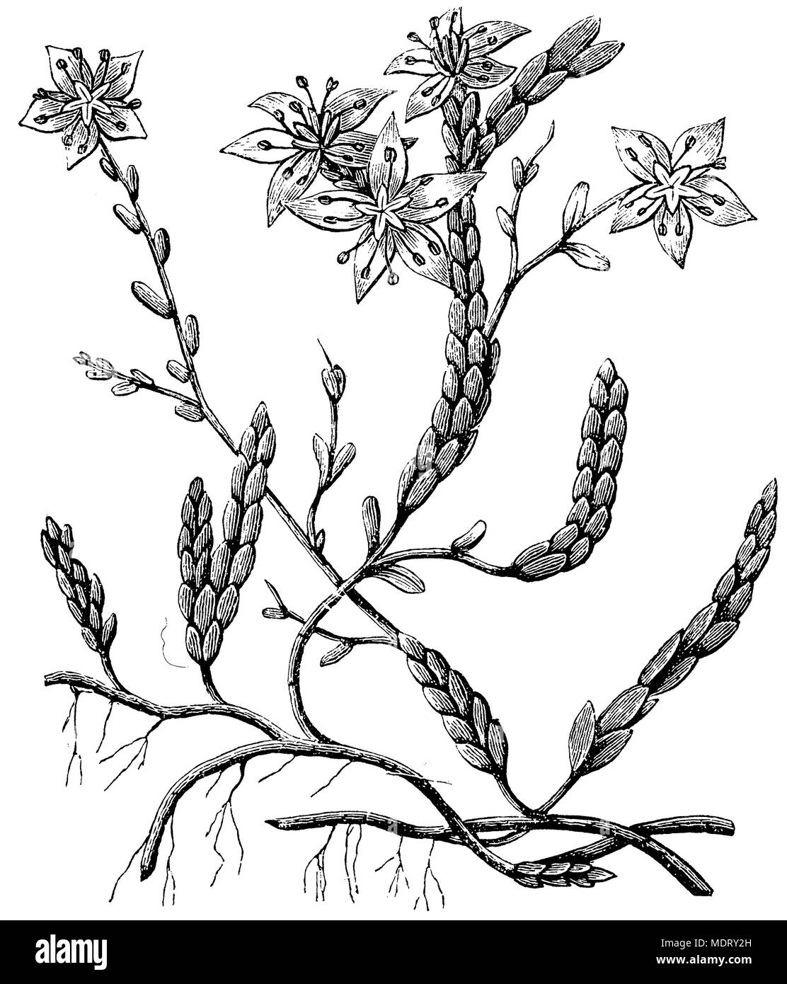 Sedum acre botanical illustration hi-res stock photography and images ...