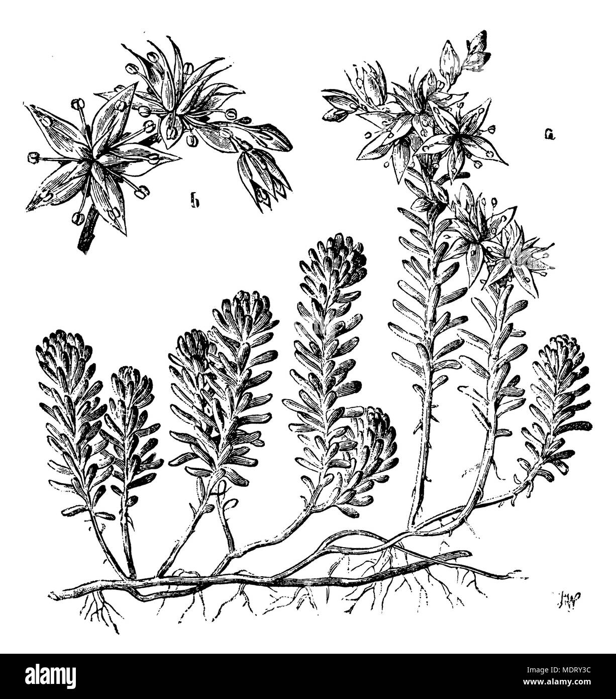 Sedum acre botanical illustration hi-res stock photography and images ...
