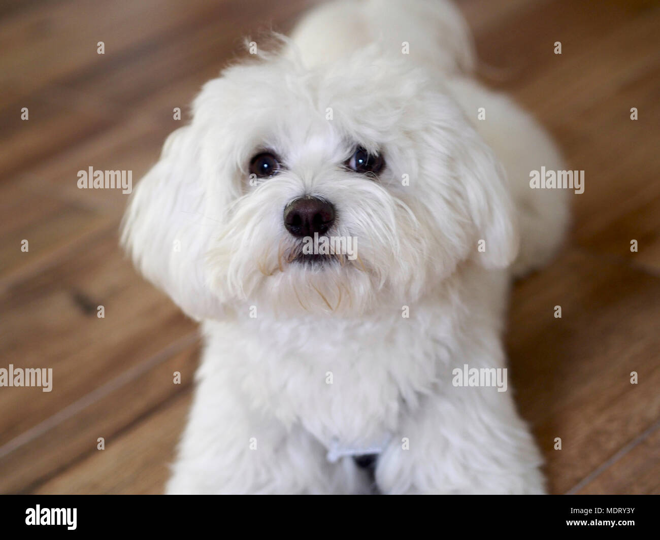 Bichon maltés hi-res stock photography and images - Alamy