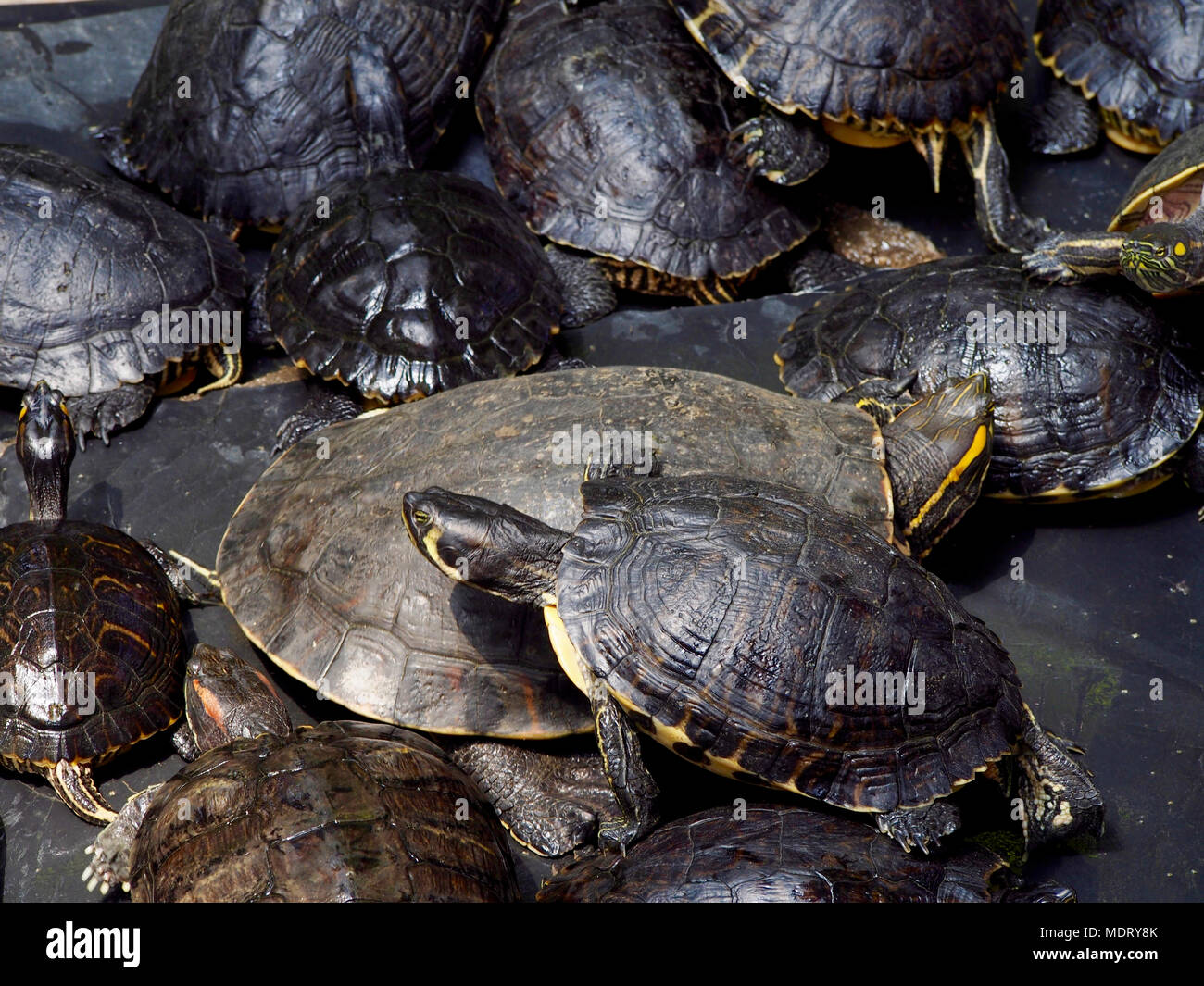 Turtles in a pond Stock Photo - Alamy