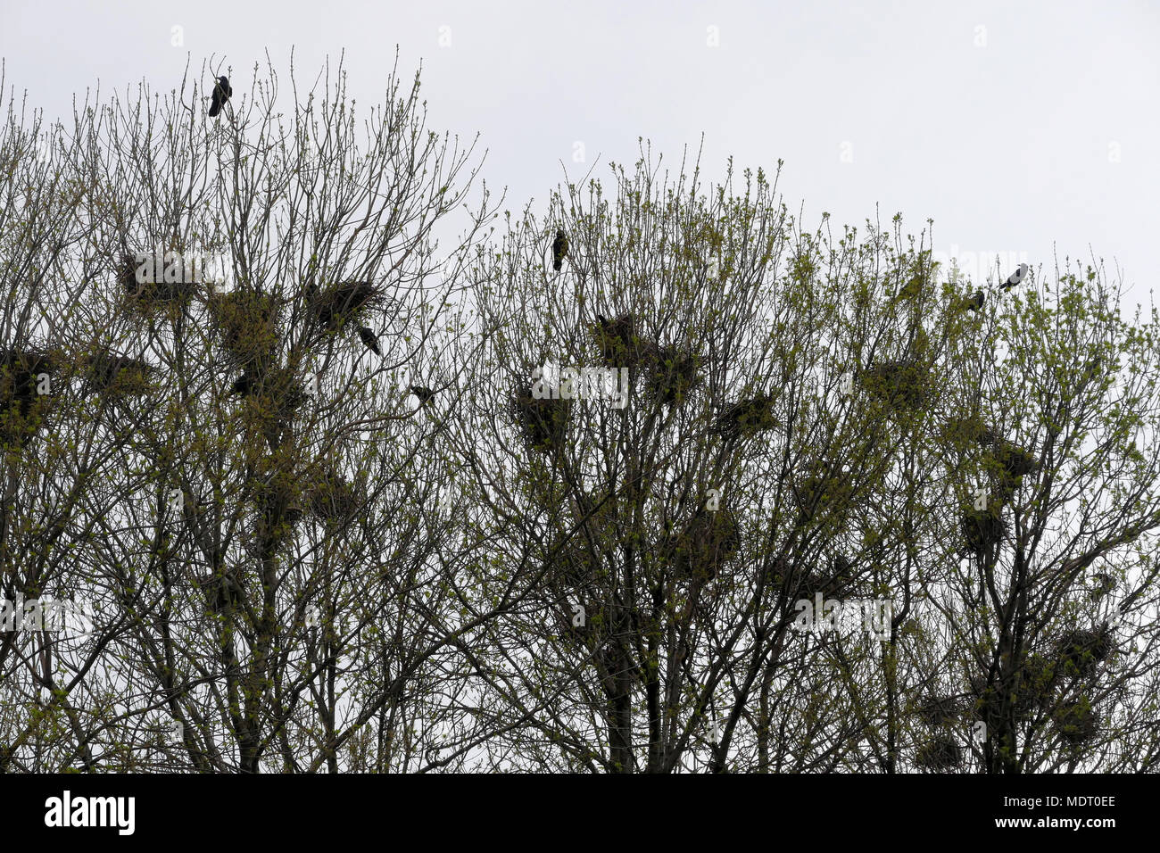 Raven nests in tree crochet with ravens fly Stock Photo - Alamy