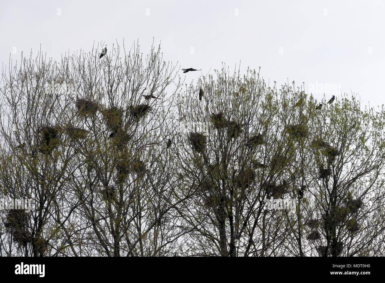 Crows nests in trees hi-res stock photography and images - Alamy