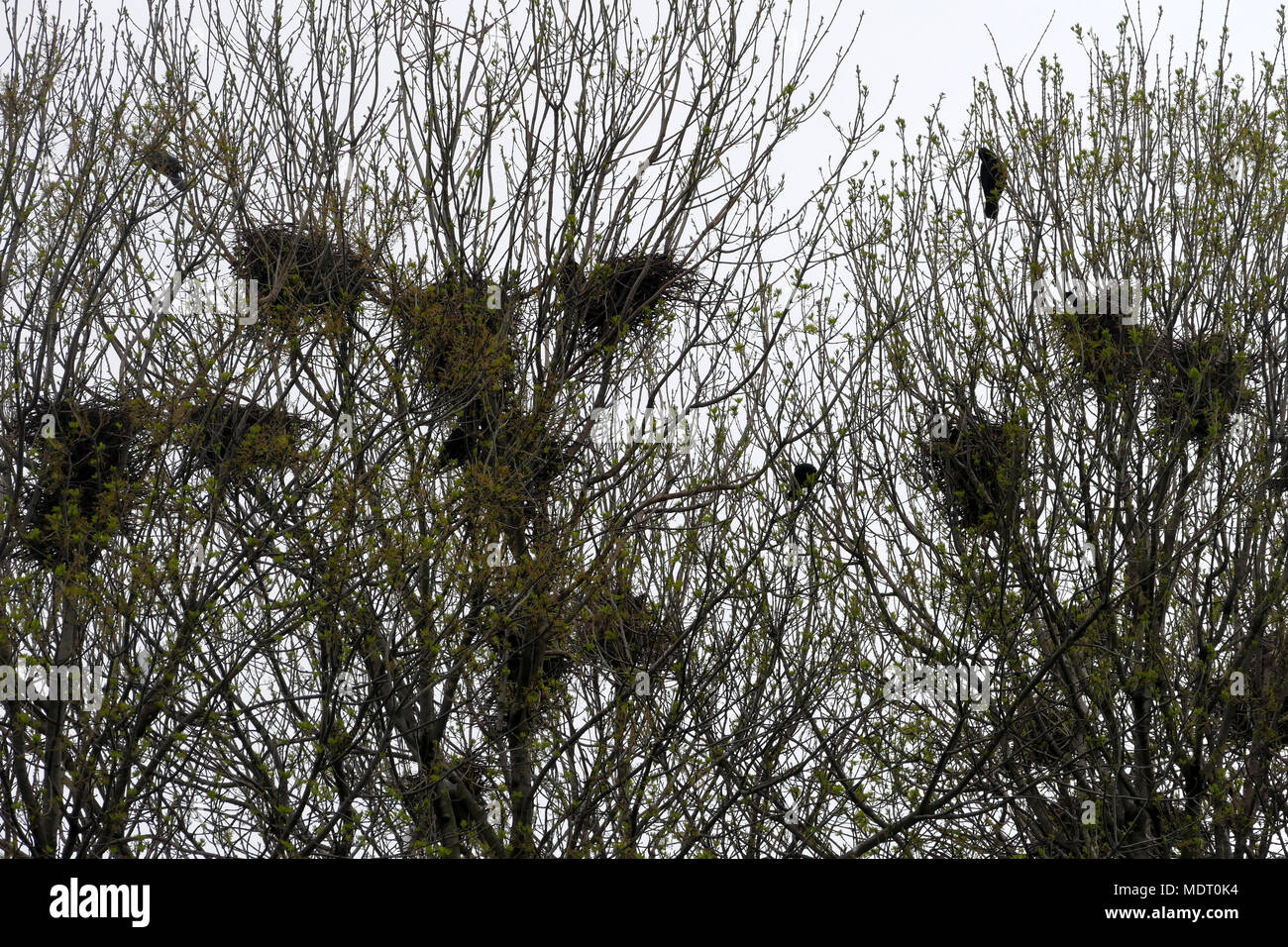 Raven nests in tree crochet with ravens fly Stock Photo - Alamy