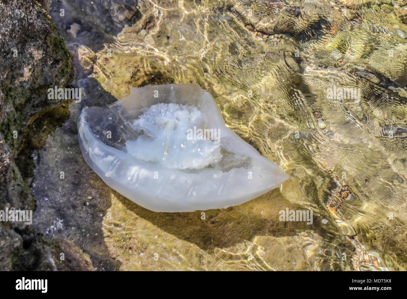 Jellyfish in not a deep puddle during the sea tide Stock Photo - Alamy