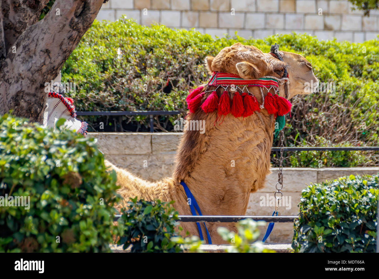 Portrait of a camel in a festive harness Stock Photo - Alamy