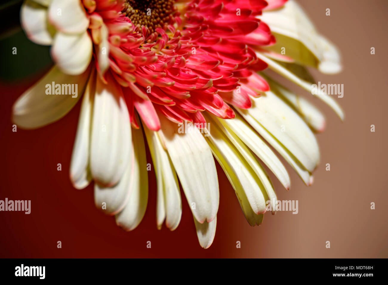 Half blossom hi-res stock photography and images - Alamy