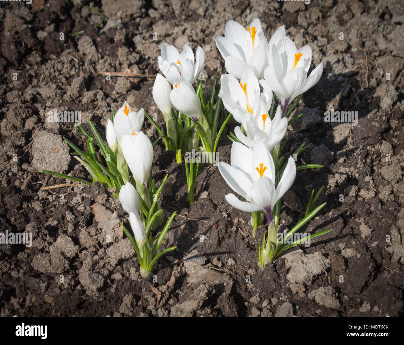 white spring flowers crocuses grow in the ground Stock Photo - Alamy