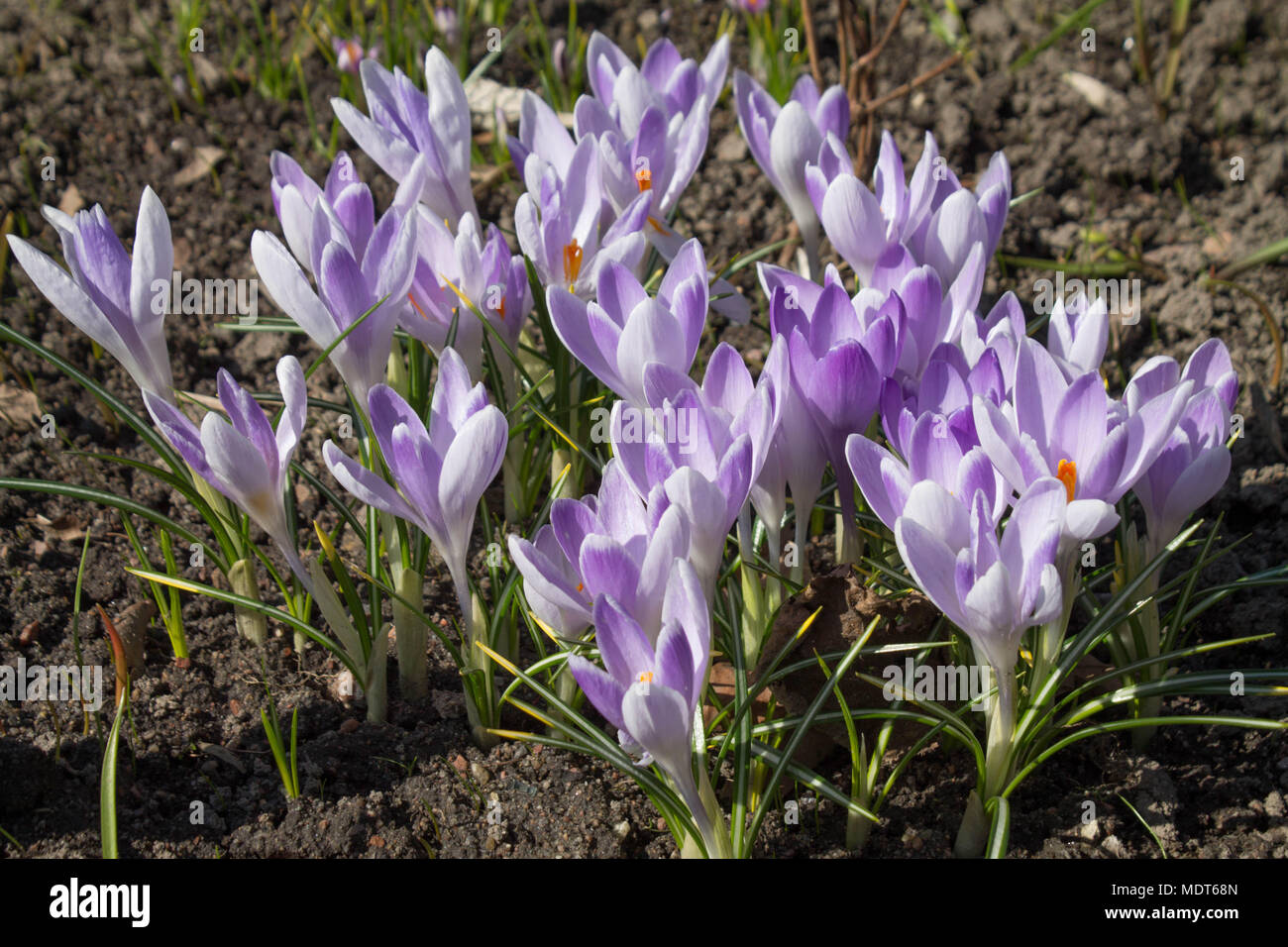 purple spring flowers crocuses grow in the soil Stock Photo - Alamy