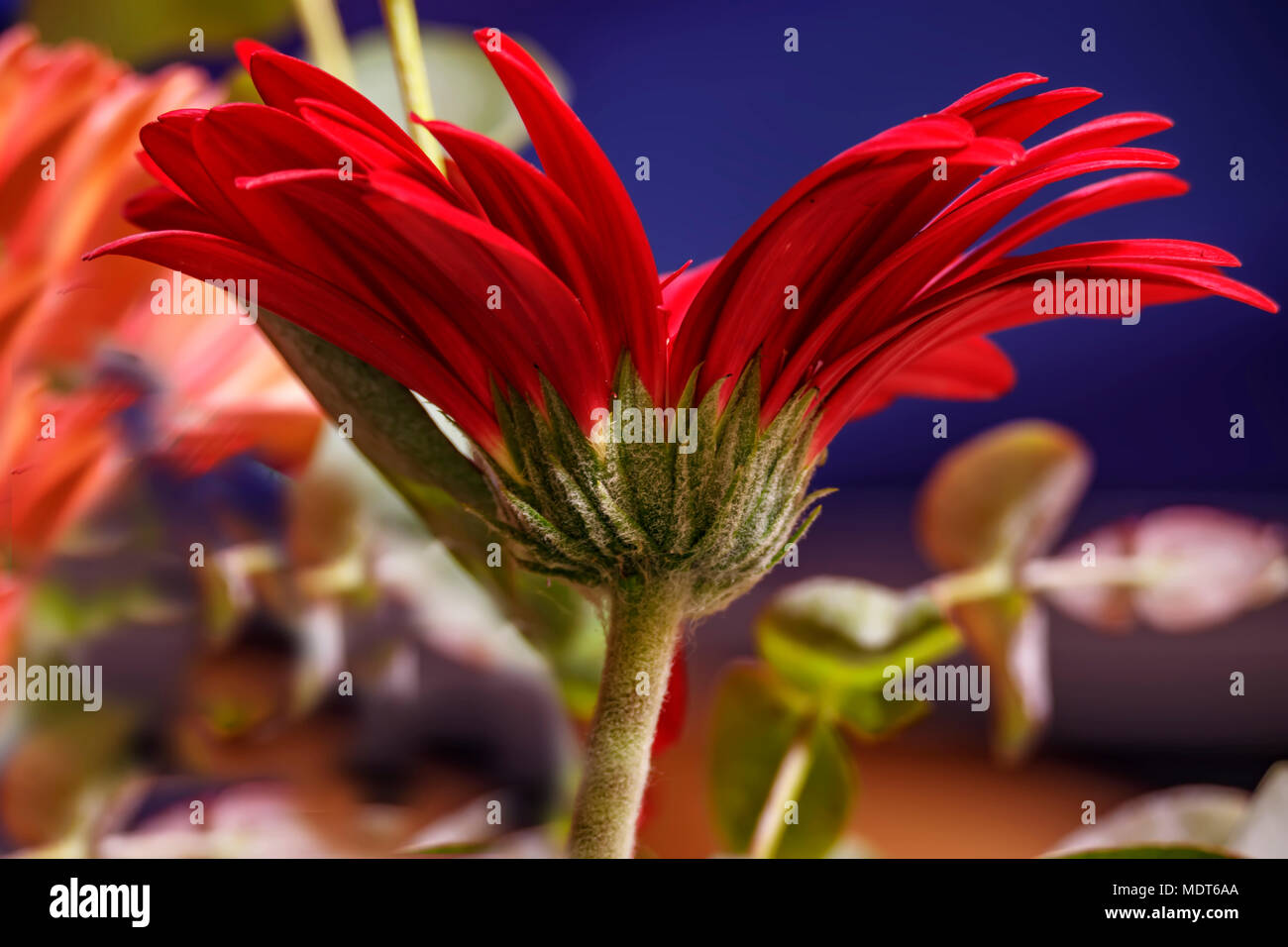 Gerbera flower side view hi-res stock photography and images - Alamy