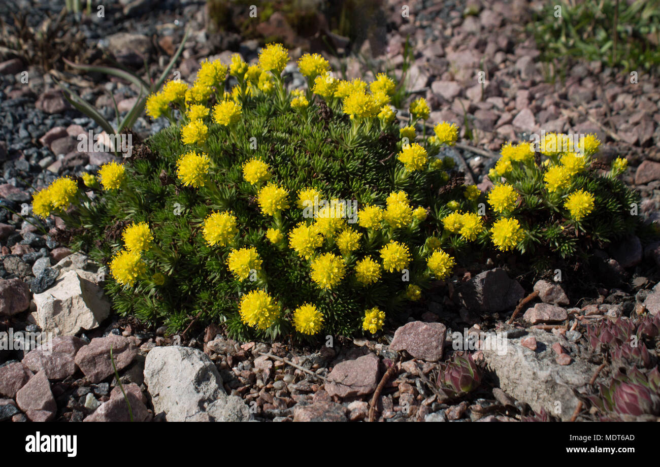 yellow small round spring flowers group grow in soil Stock Photo - Alamy