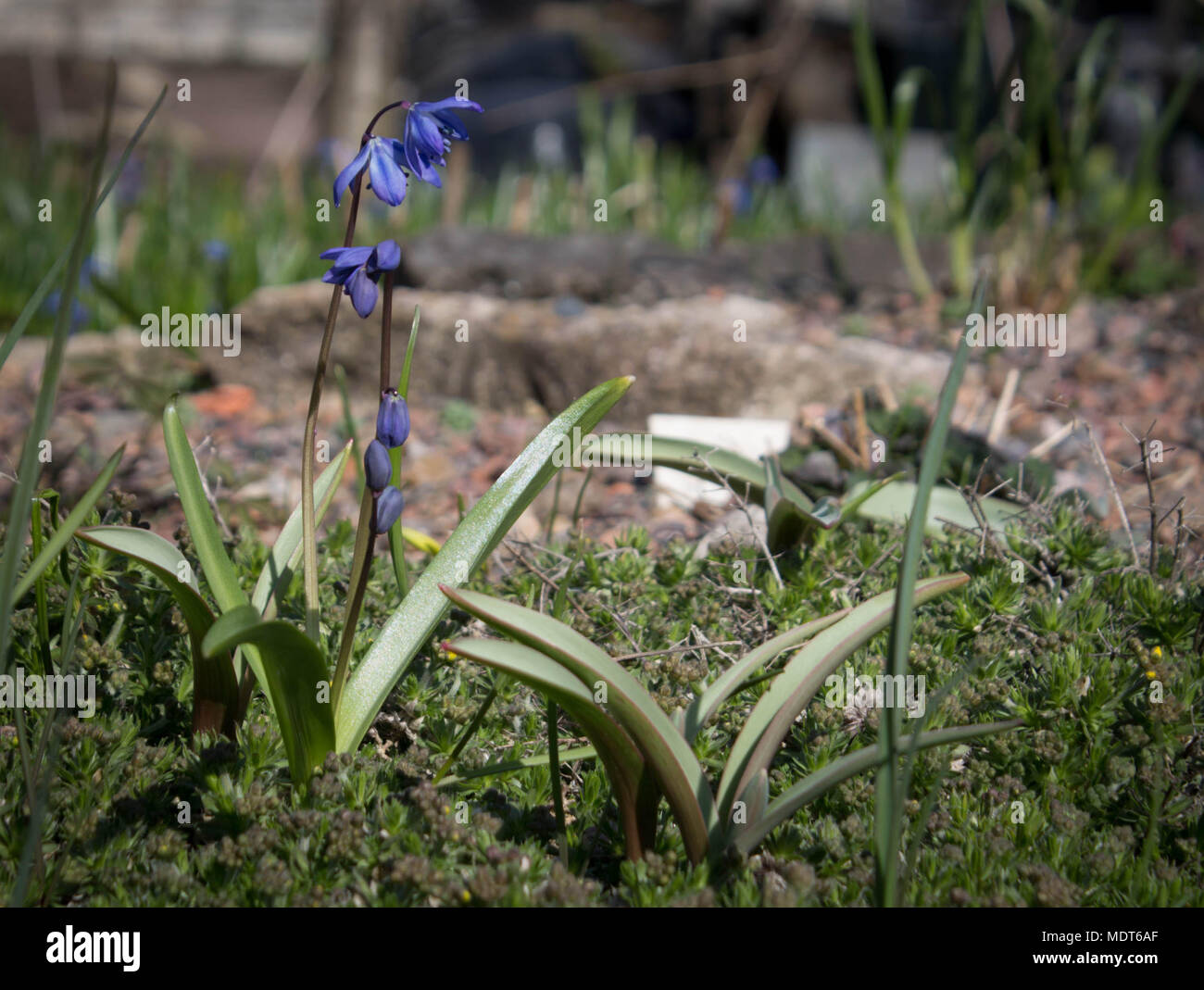 blue first little spring flowers grow in soil Stock Photo - Alamy