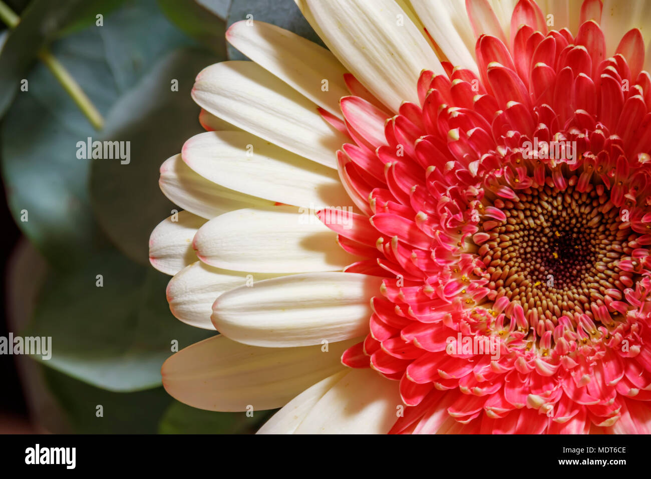 Part of multi colored Gerbera flower head Stock Photo - Alamy