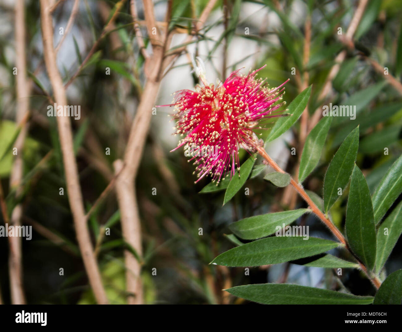 Callistemon. bright red - pink fluffy flower, subtropical plant Stock ...