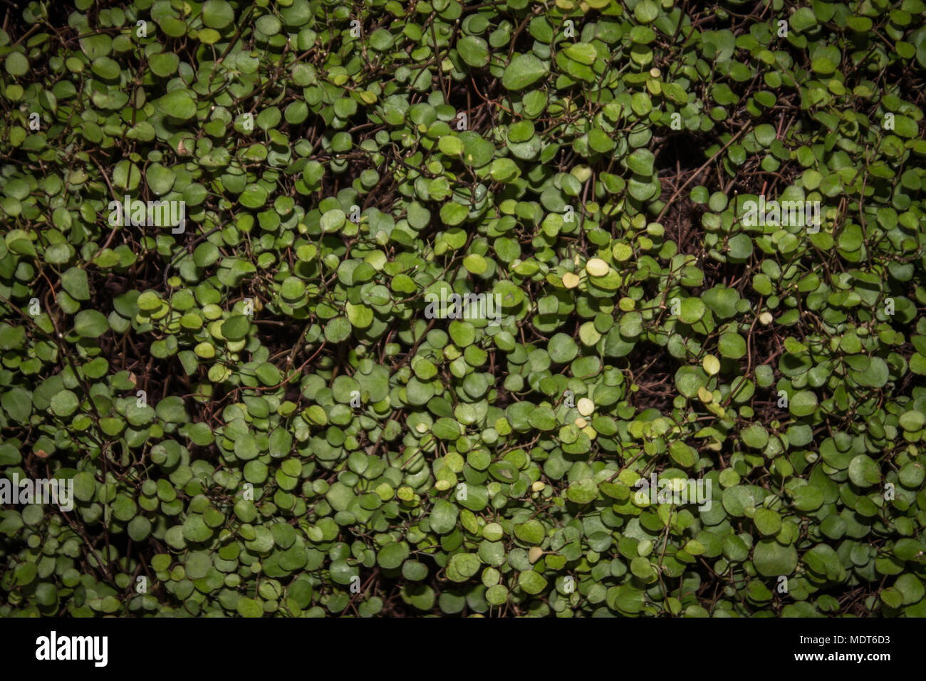 Rounded leaves hi-res stock photography and images - Alamy