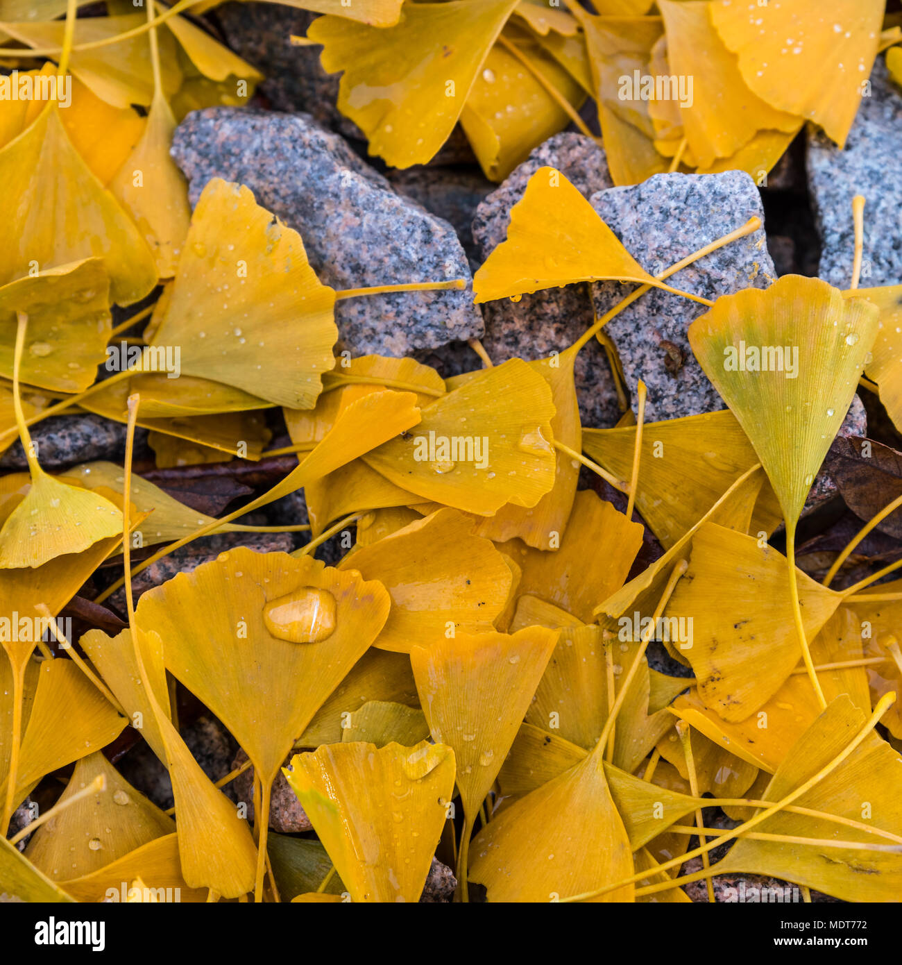 Leaves with structure hi-res stock photography and images - Alamy